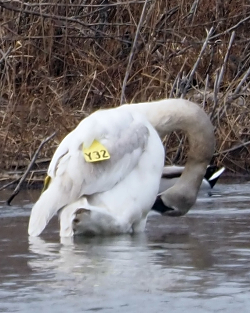 Trumpeter Swan from Old Toronto, Toronto, ON, Canada on March 21, 2022 ...