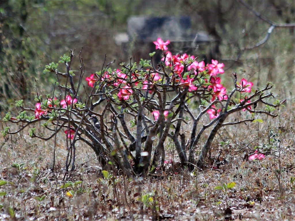 desert rose from Dida, Kenia on March 21, 2022 at 03:46 PM by titi-uu ...