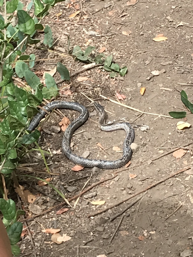 Chilean Green Racer from Cruce Ruta 5 - La Montaña - Cruce J-55 (Puente ...