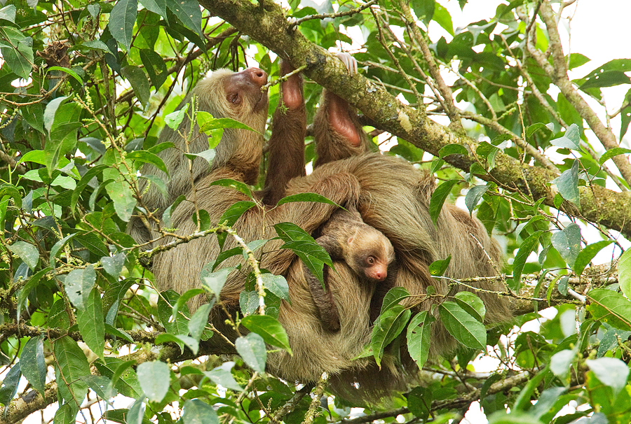 Two-toed Sloths (Choloepodidae) - Know Your Mammals