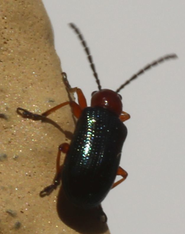 Oulema melanopus from Bezirk Bergedorf, Hamburg, Deutschland on March ...