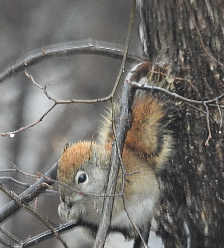 American Red Squirrel from Maywood Rd, Mound, MN, US on March 22, 2022 ...