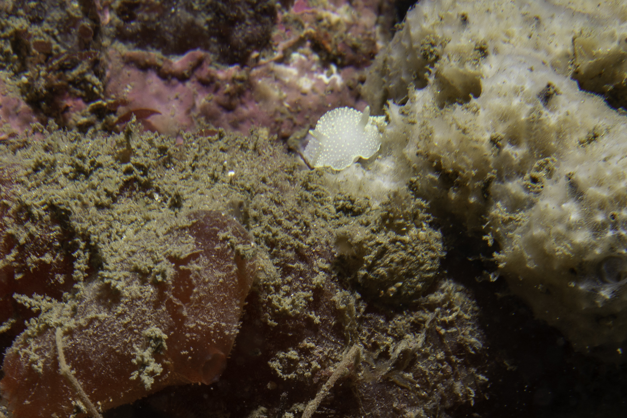 Cadlina laevis (Linnaeus, 1767)