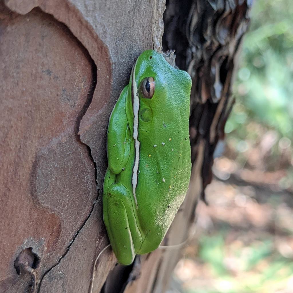 Green Treefrog from Beaufort County, SC, USA on March 08, 2022 at 12:44 ...