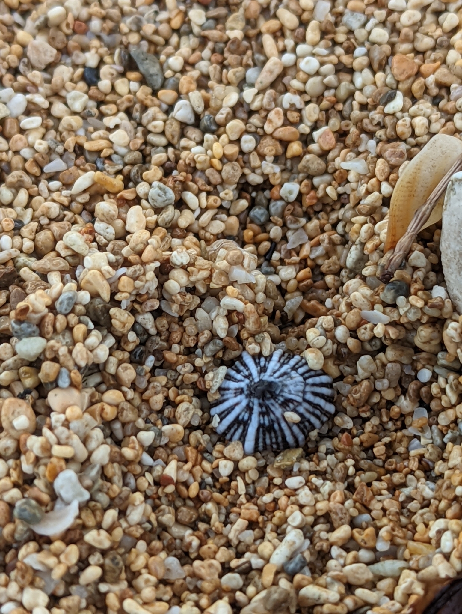 Siphonaria normalis A.Gould, 1846