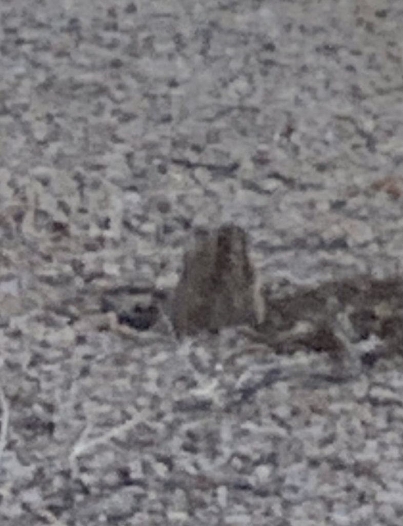 Southern Pocket Gopher from Cross Creek Rd, Patagonia, AZ, US on March ...