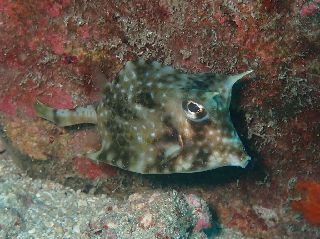 Island Cowfish (Acanthostracion notacanthus) - Marine Life Identification