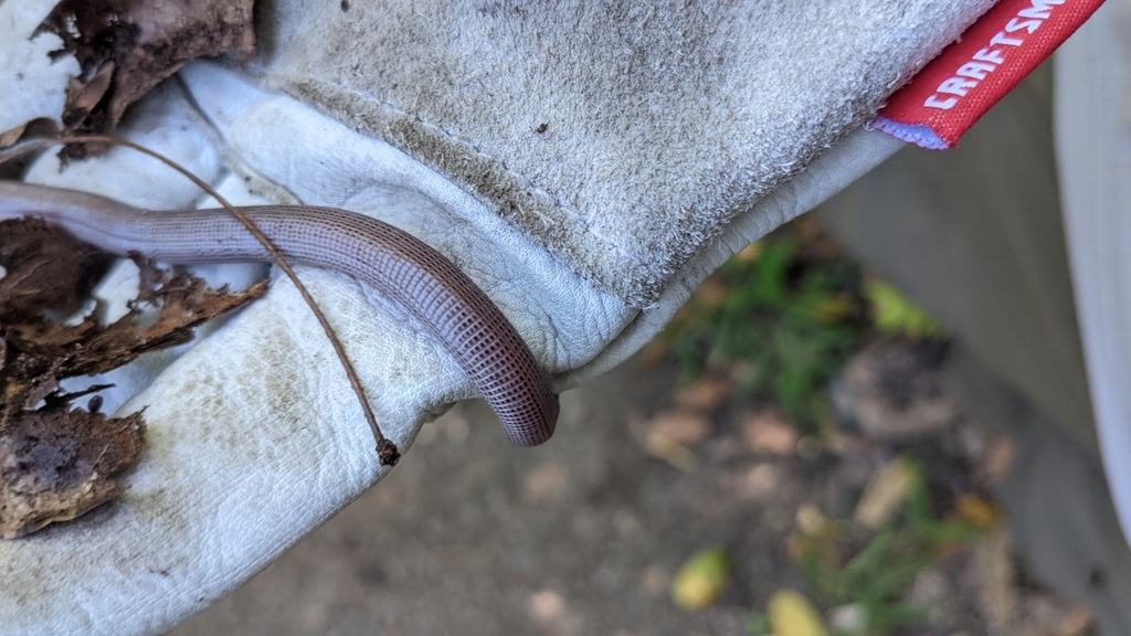 Blind Worm Lizard from Herreras, Río Grande 00745, Puerto Rico on March ...