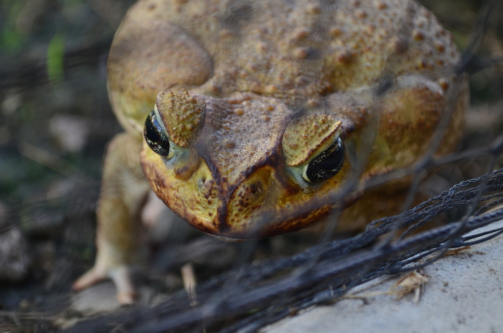 Giant Toad from Tlapacoyan, VER, MX on September 02, 2018 at 10:18 AM ...
