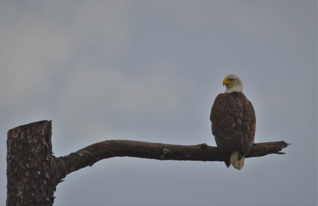 Bald Eagle in March 2022 by tnewman. Nearly noon. 1 adult perched in ...