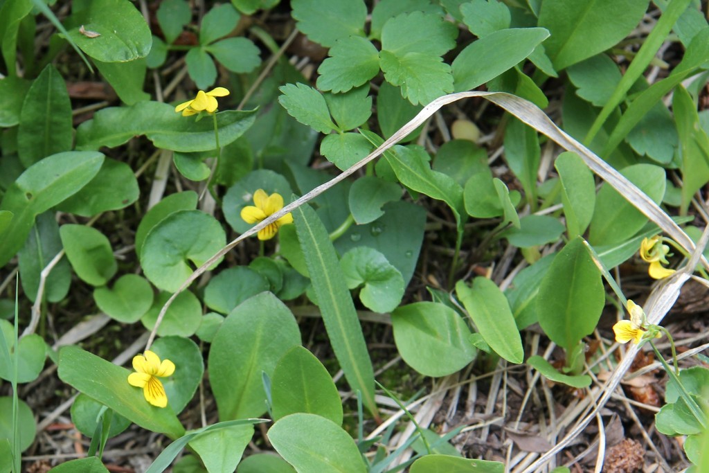 Twoflower Violet from Bushnell Lakes, Colorado, USA on July 06, 2013 at ...