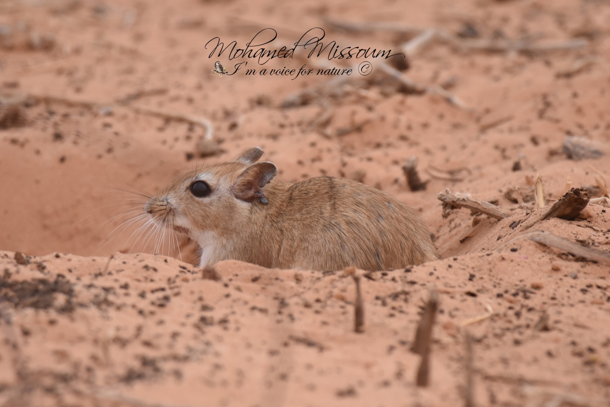 Meriones crassus Sundevall, 1842