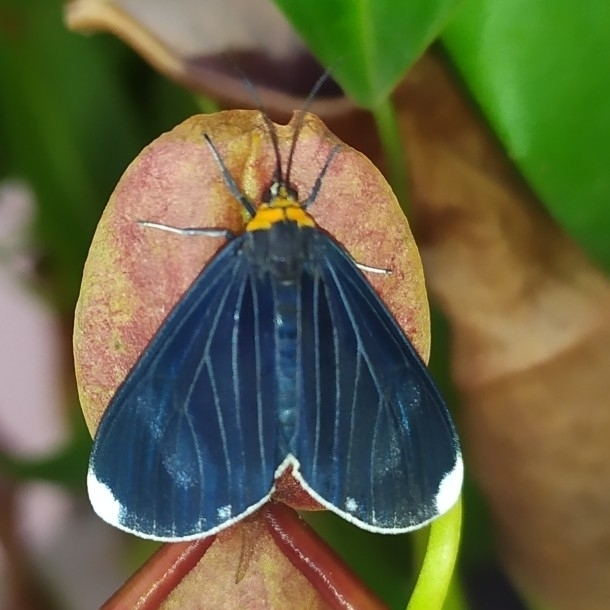 Calodesma quadrimaculata (Mariposas da Tribo Arctiini ocorrentes no ...