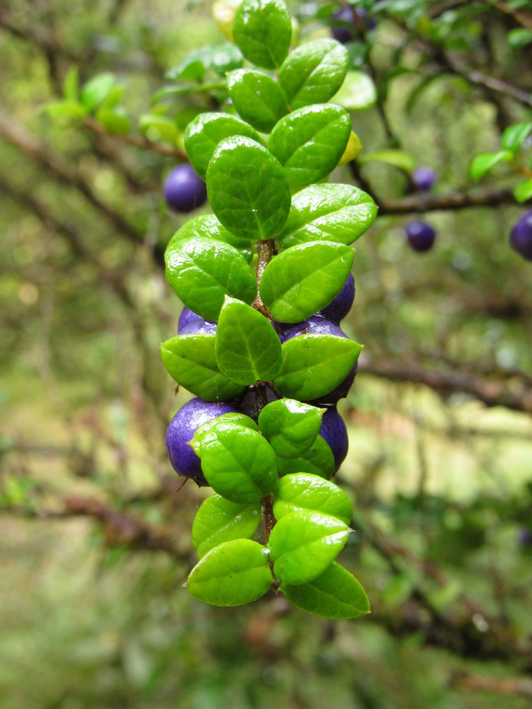 Prickly myrtle from Chiloe, Los Lagos, Chile on March 10, 2022 at 12:41 ...