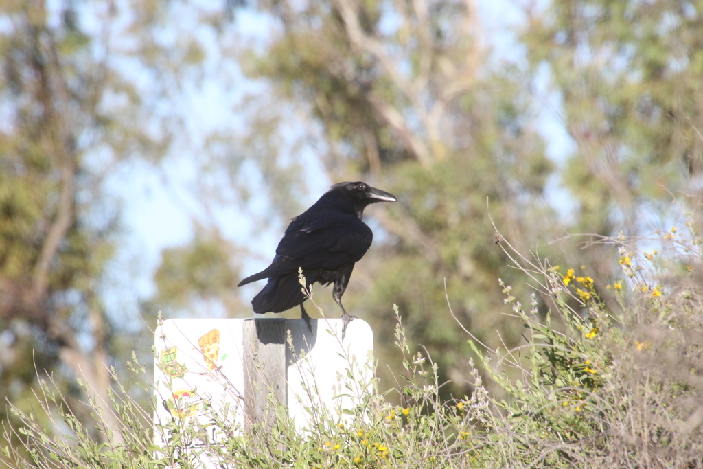 Common Raven from San Diego, CA, USA on March 22, 2022 at 08:35 AM by ...