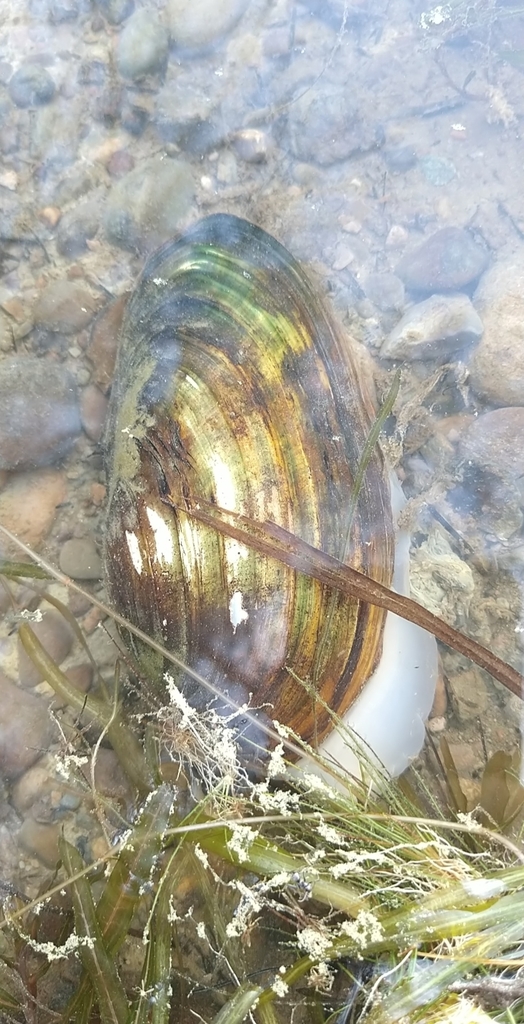 Giant Floater Mussel from Alfred, NY, USA on May 25, 2021 at 03:13 PM ...