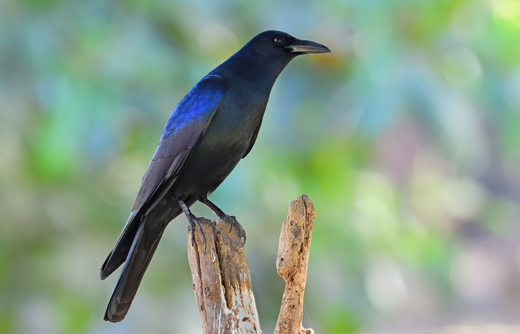 Cuervo sinaloense (Aves en Cosalá) · iNaturalist