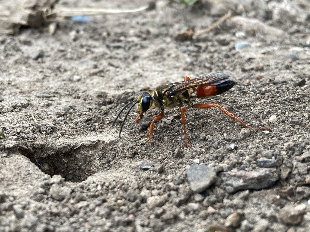 Sphex from Ciudad Autónoma de Buenos Aires, Buenos Aires, Ciudad ...