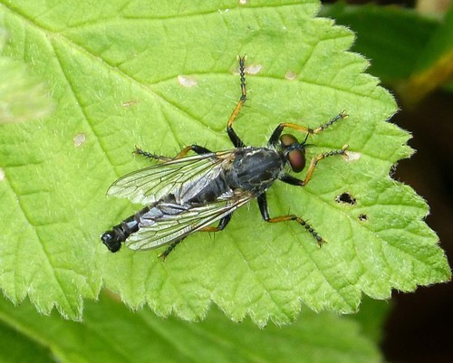 Genus Pamponerus · iNaturalist United Kingdom