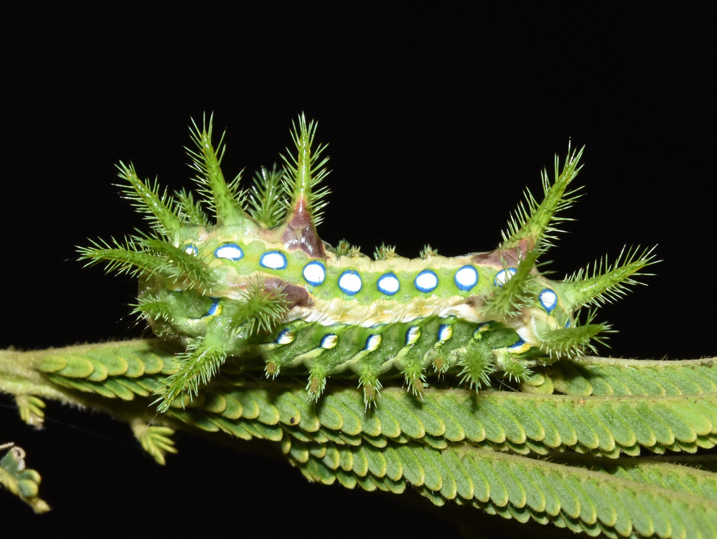 Coenobasis amoena from 86679 Track, Qiniselani Manyuswa, KZN, ZA on ...