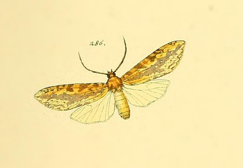 Leucanopsis mandus · iNaturalist