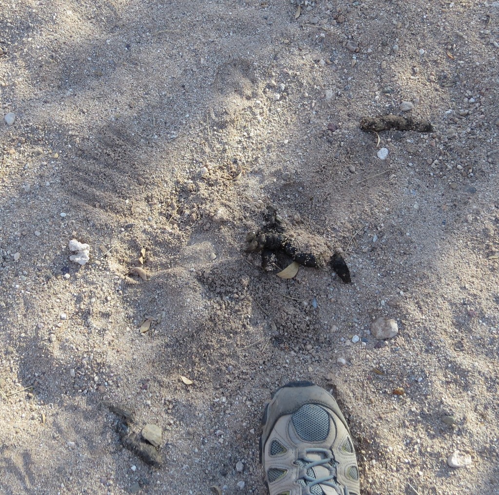 Bobcat from Sierra Vista Southeast, AZ, USA on March 22, 2022 at 07:58 ...