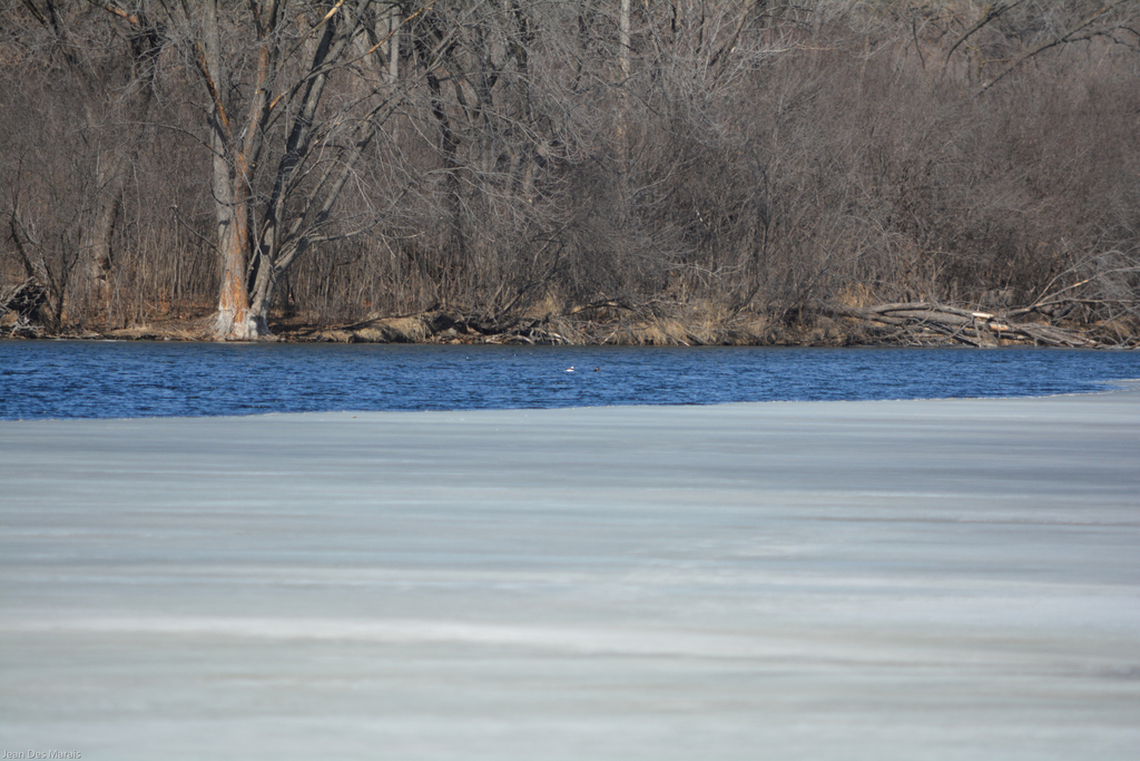 Bufflehead from 101 Snelling Lake Rd, St Paul, MN 55111, USA on March ...