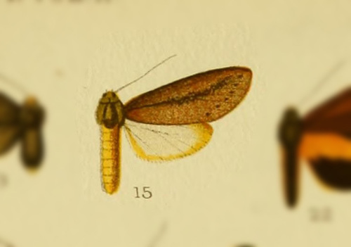 Leucanopsis stuarti · iNaturalist