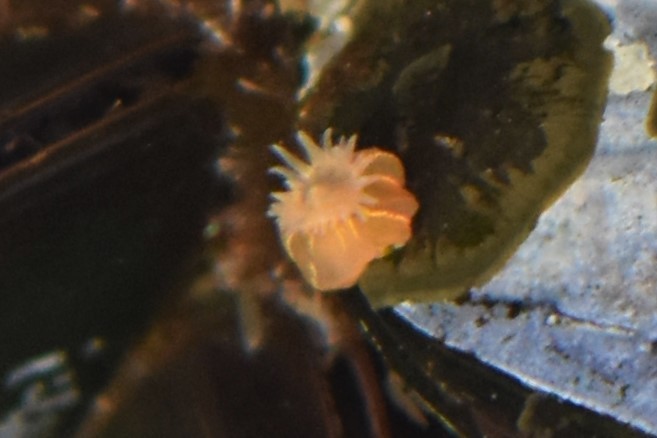 Diadumene lineata (Verrill, 1869)