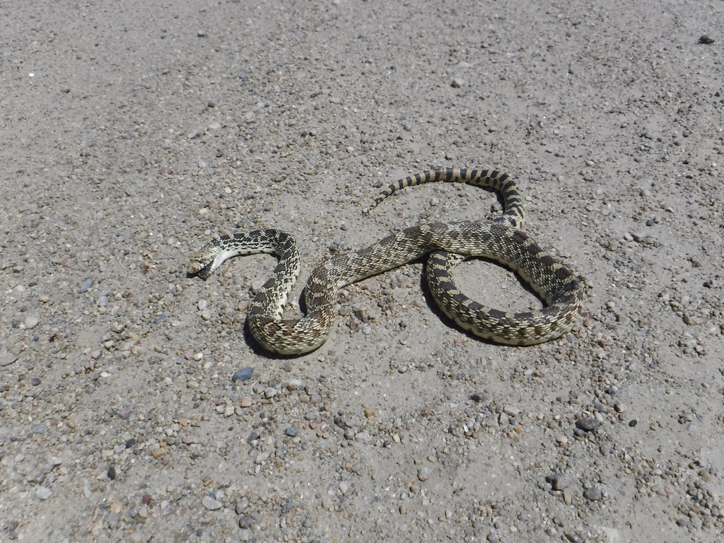 Bullsnake from Condado de Lincoln, Nebraska, EE. UU. on May 14, 2017 at ...