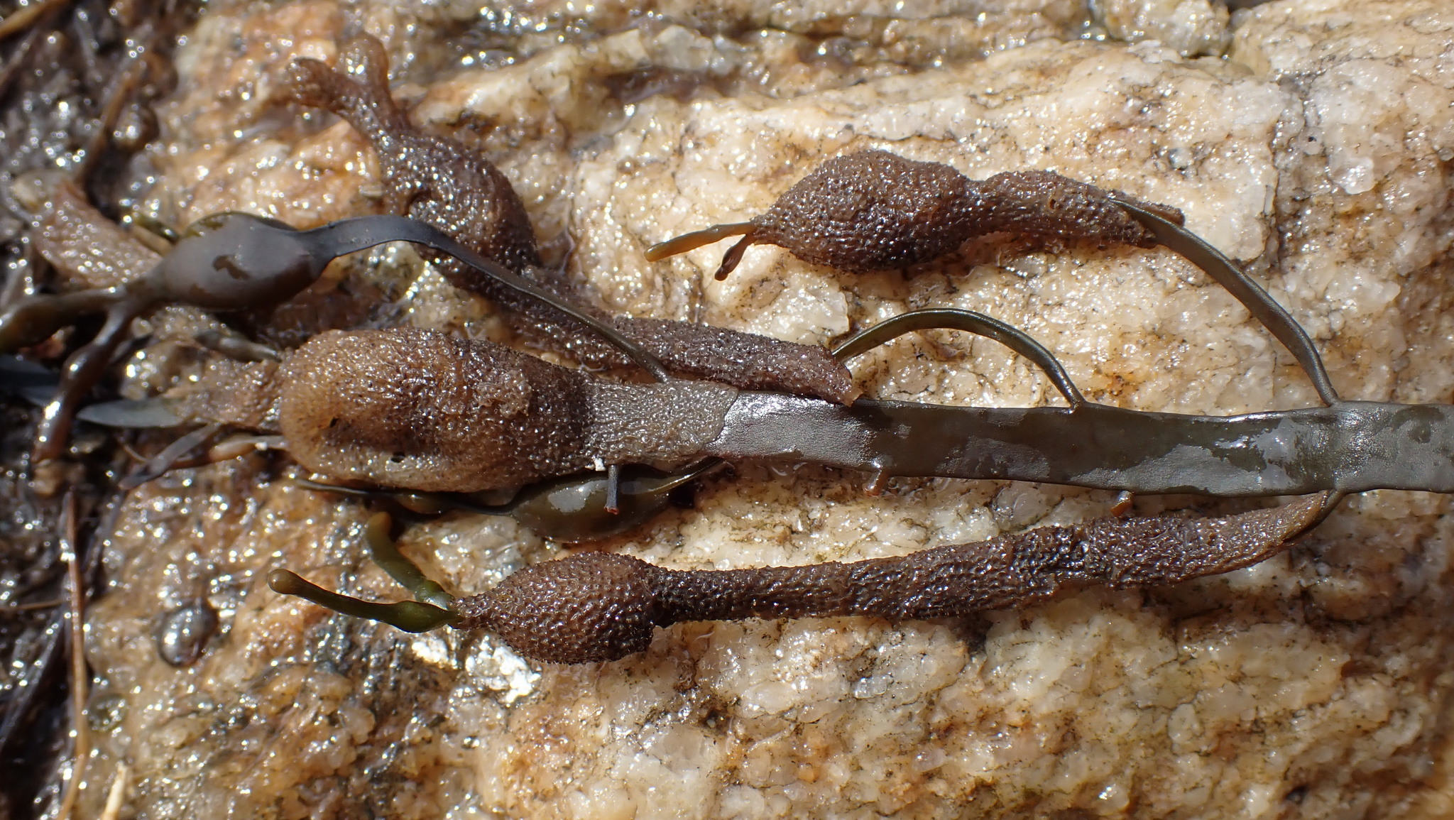 Flustrellidra hispida (Fabricius, 1780)