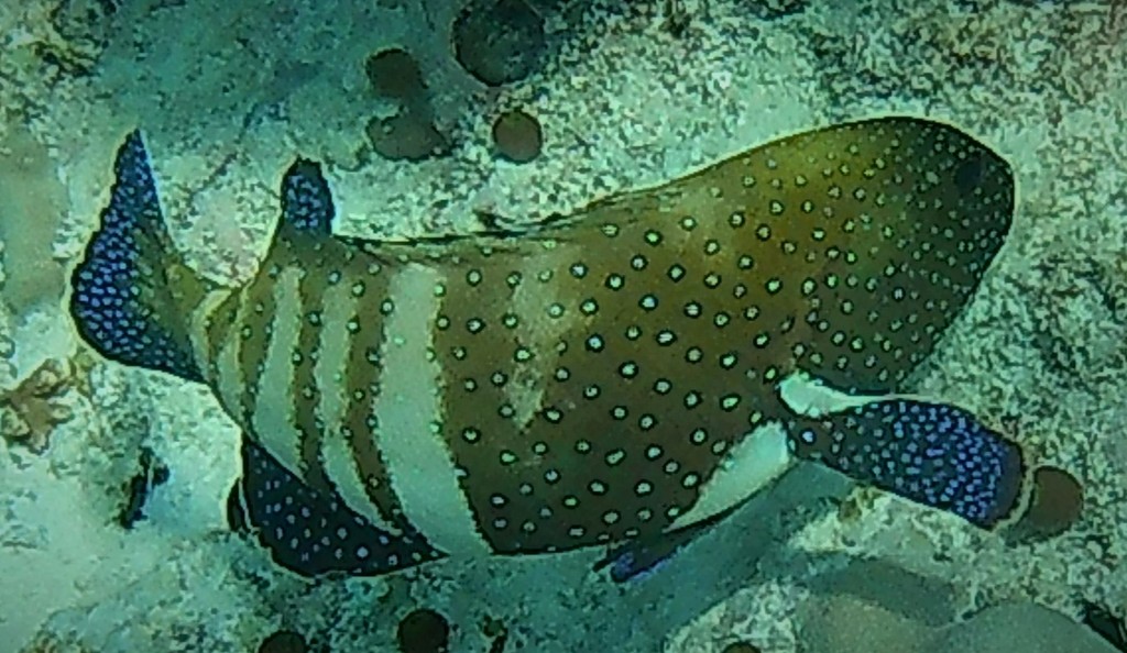 Peacock Grouper from Raa Atoll, Maldives on March 06, 2022 by Ted Weber ...