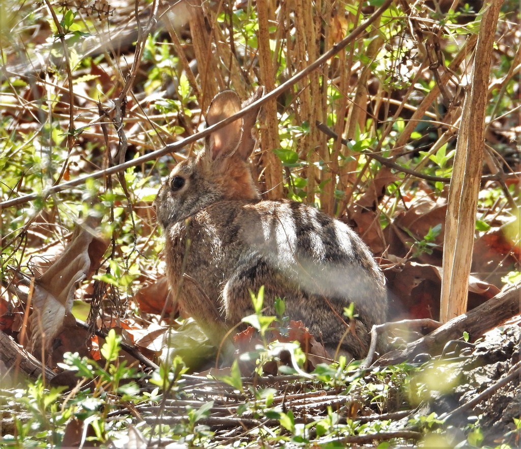 Eastern Cottontail from Ashburn, VA, USA on March 22, 2022 at 03:08 PM ...