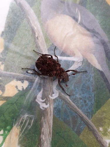 Genus Incala · iNaturalist