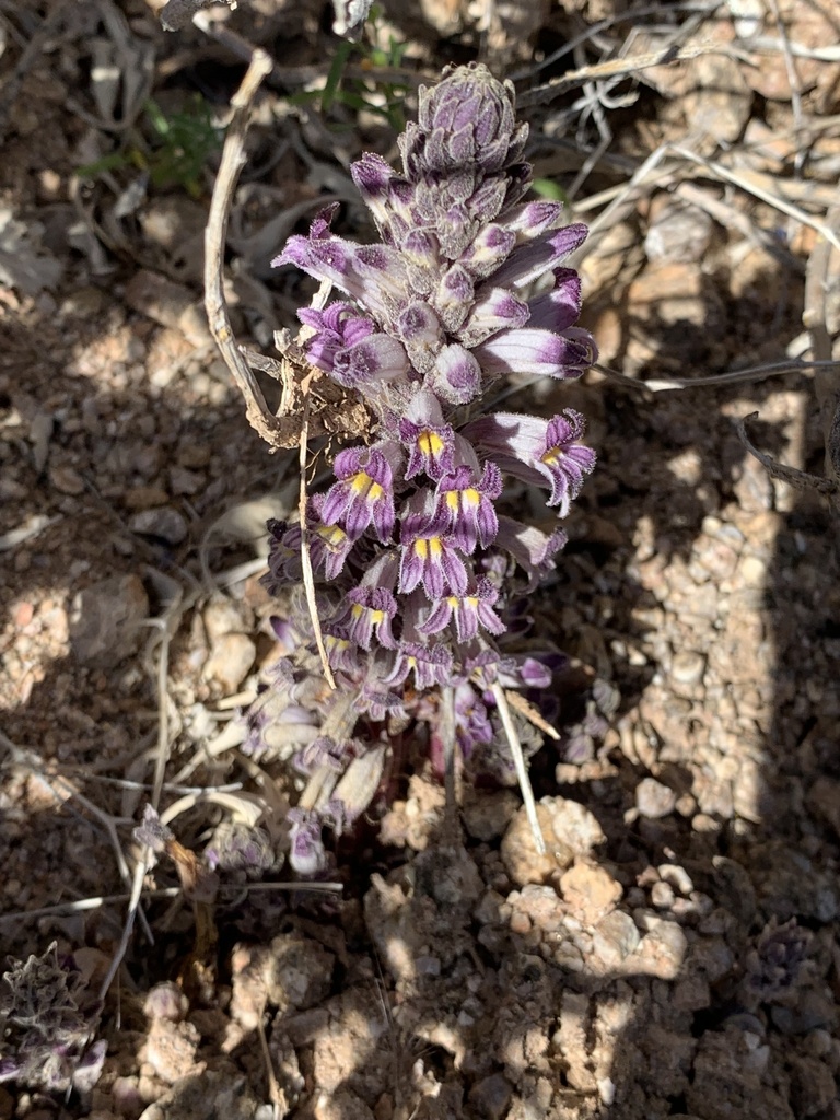 desert broomrape from Mesa, AZ, US on March 22, 2022 at 08:54 AM by Kim ...