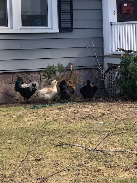 Domestic Chicken from 84 Buell St., Burlington, VT on March 18, 2022 by ...