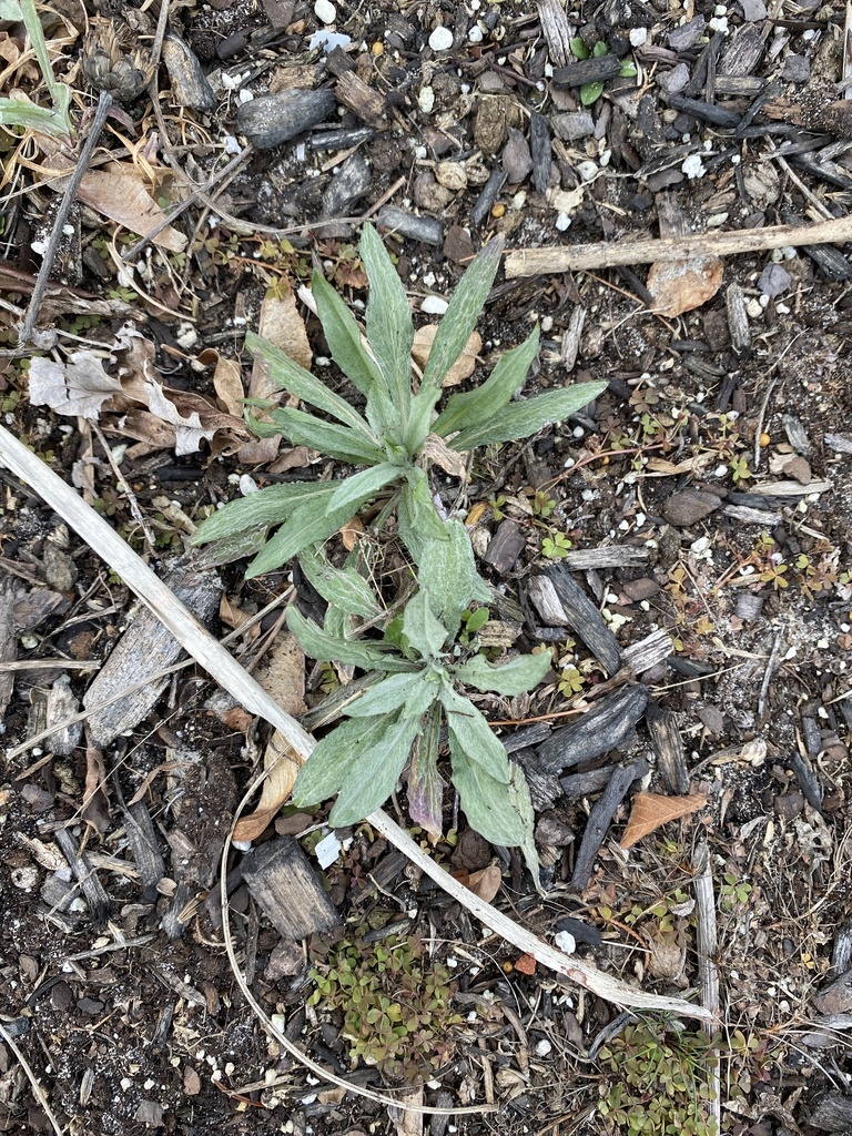sweet everlasting from Jones Beach Island, Oak Beach, NY, US on March ...