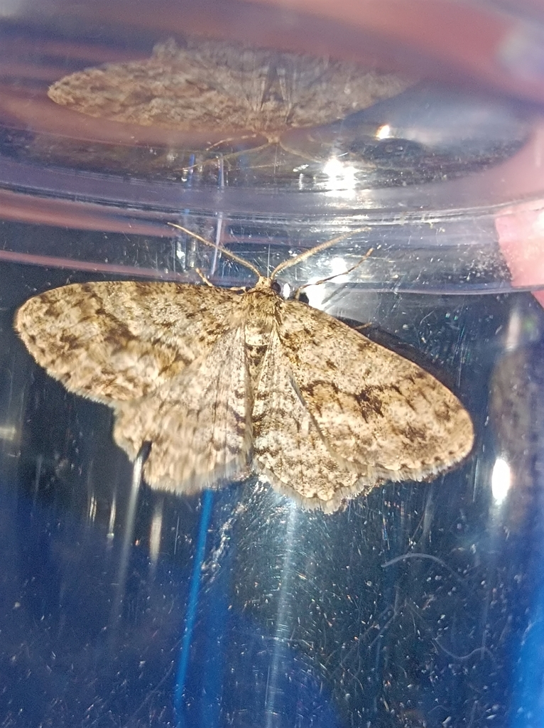 Small Engrailed from Sheffield S20, UK on March 22, 2022 at 09:10 PM by ...