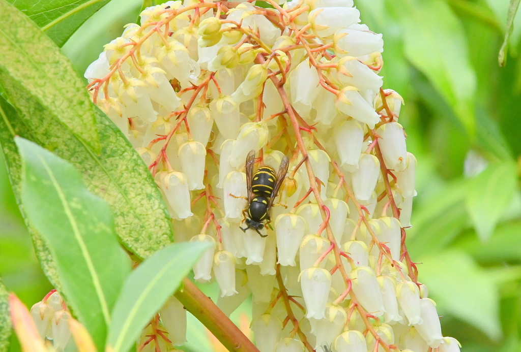 Forest Yellowjacket from Thurston County, WA, USA on March 22, 2022 at ...