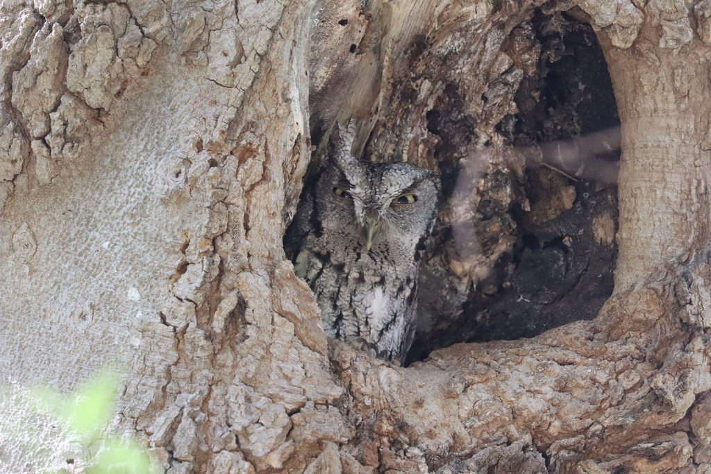 McCall's Screech-Owl from Mission, TX, US on March 22, 2022 at 03:32 PM ...