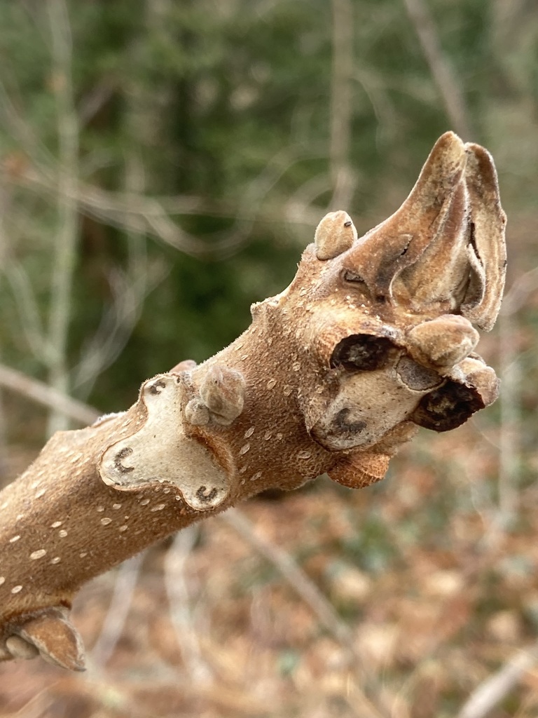 Butternut from Falmouth, MA, USA on March 18, 2022 at 10:33 AM by Hill ...