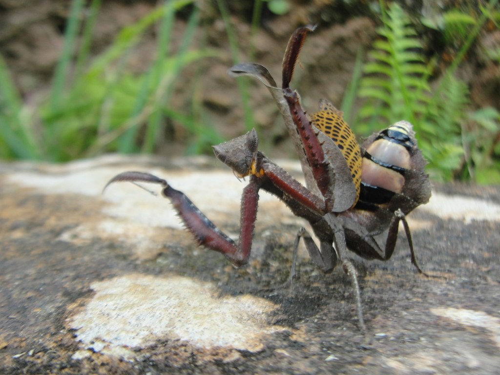 South American Dead Leaf Mantis from Nova Friburgo - RJ, Brasil on 27 ...