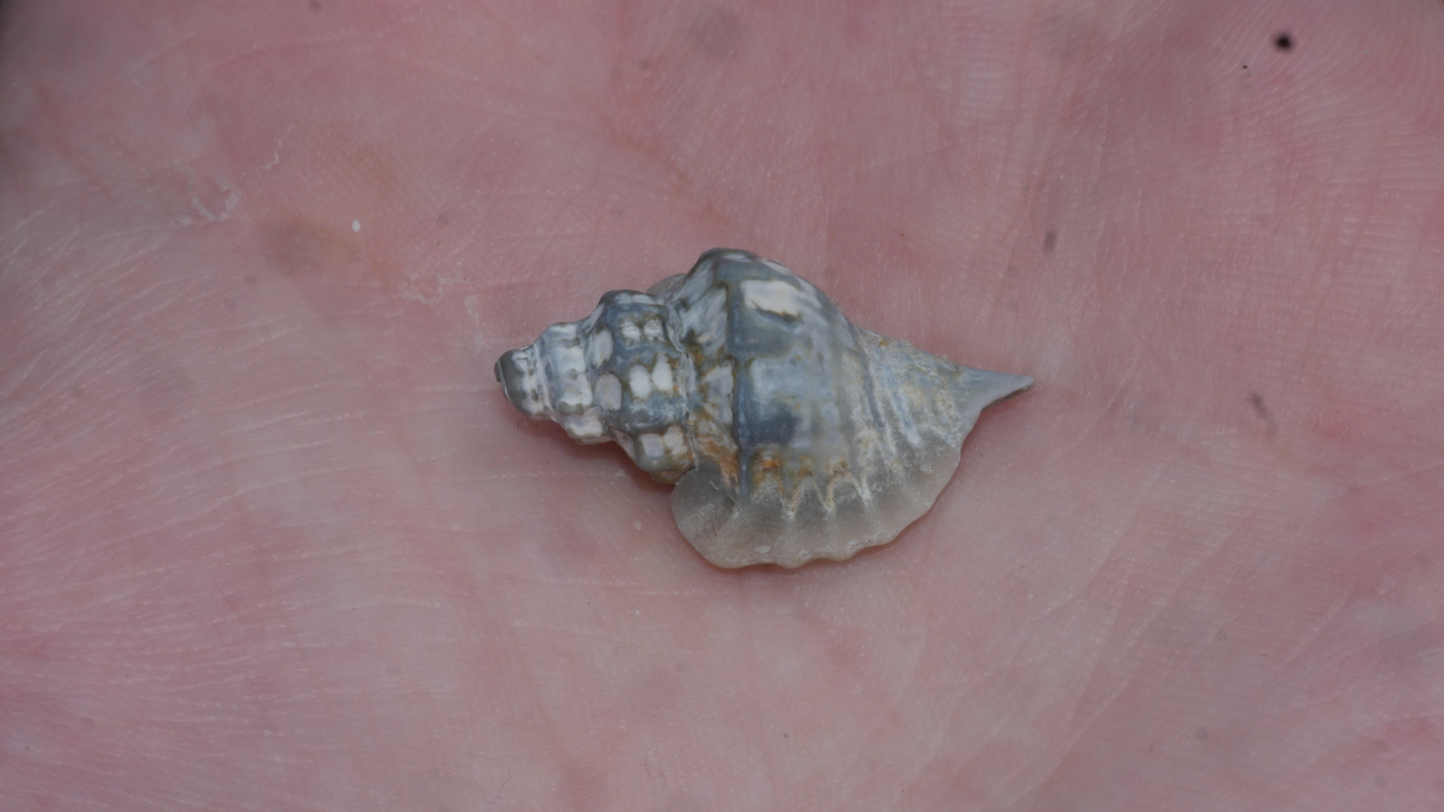 Eupleura caudata (Say, 1822)