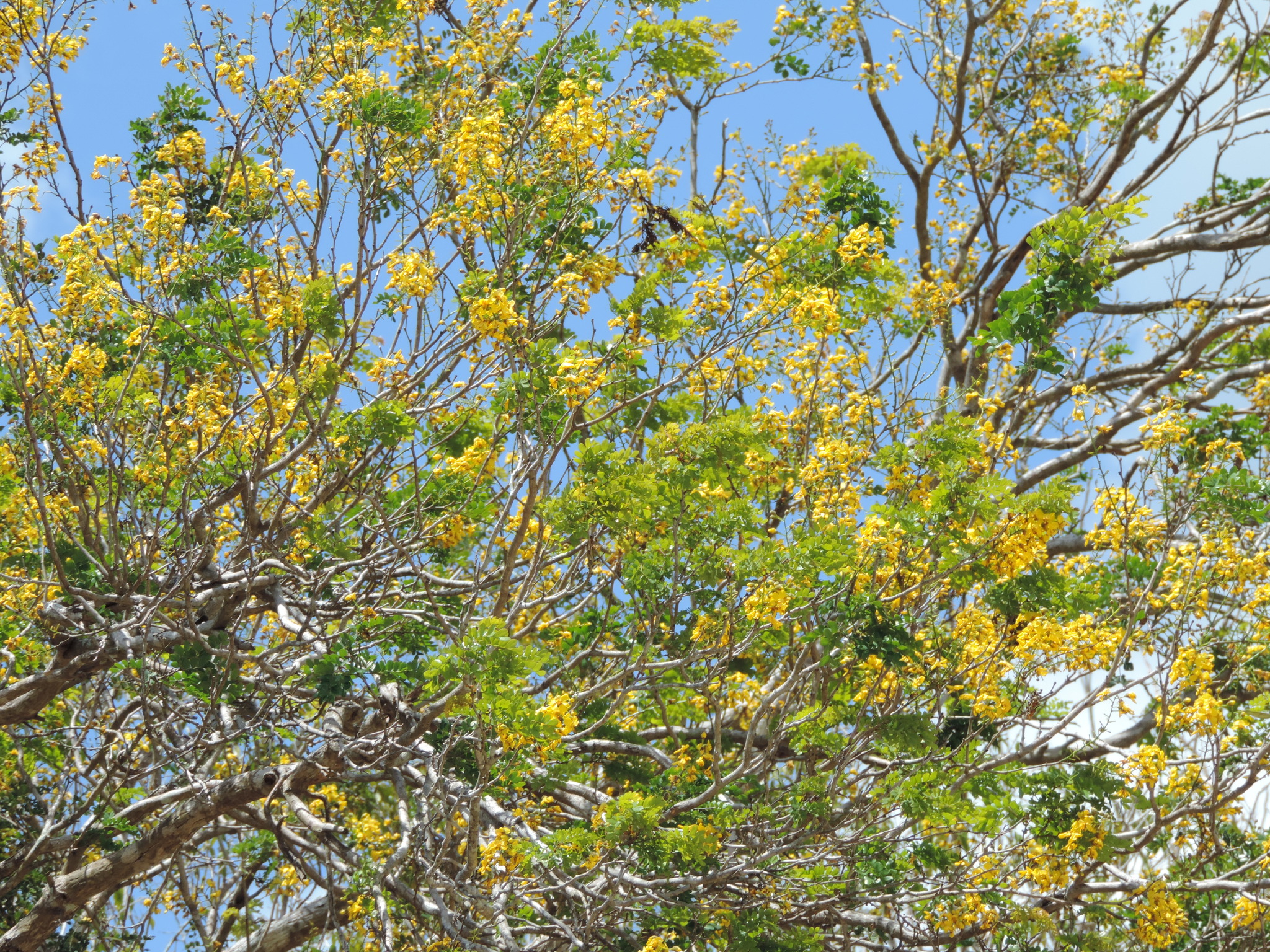 Cenostigma gaumeri (Greenm.) Gagnon & G.P.Lewis
