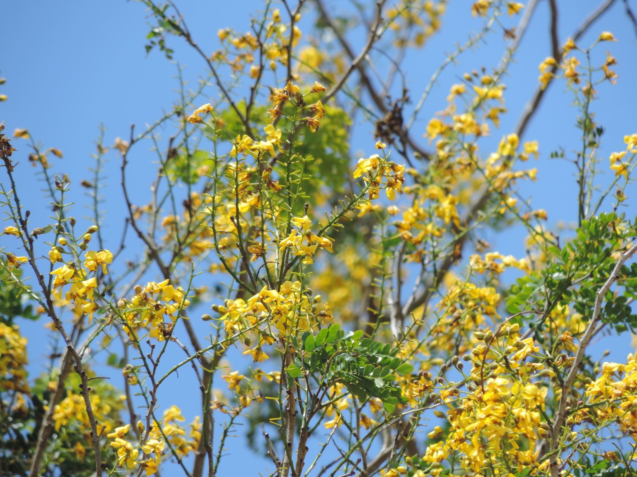 Cenostigma gaumeri (Greenm.) Gagnon & G.P.Lewis