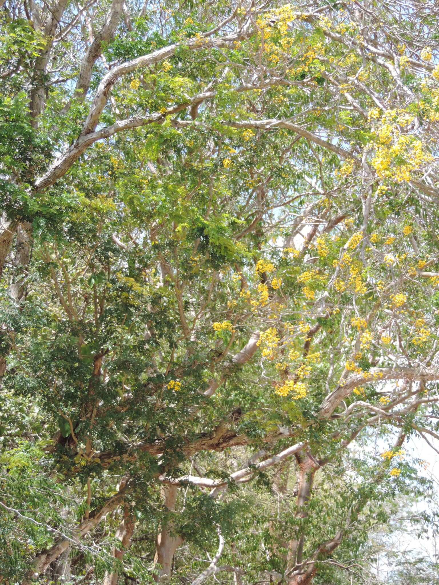 Cenostigma gaumeri (Greenm.) Gagnon & G.P.Lewis