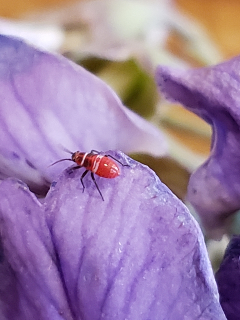 Scarlet Plant Bugs from Palo Verde Industrial Park, AZ 85714, USA on ...