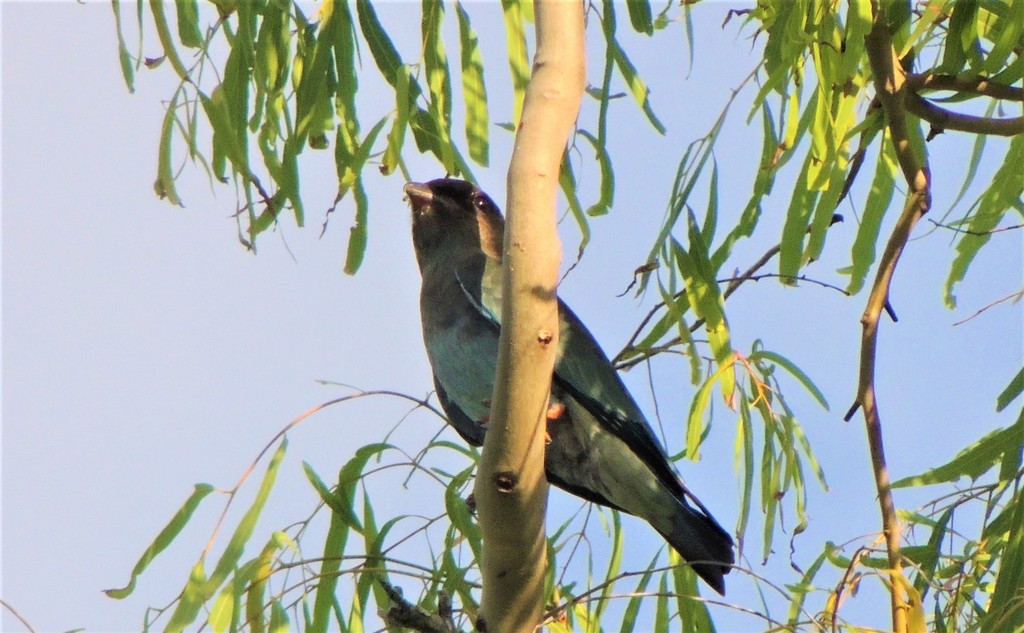 Dollarbird from Strathdickie QLD 4800, Australia on March 23, 2022 at ...