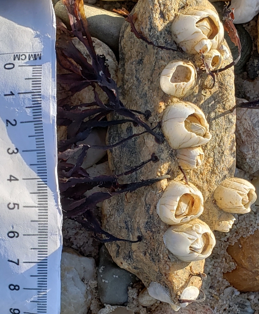 Barnacles from Nantucket, MA 02554, USA on March 22, 2022 at 05:41 PM ...