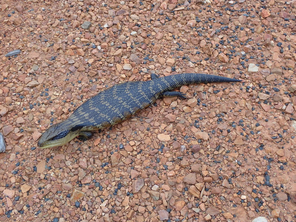 Common Blue-tongued Skink from Bobundara NSW 2630, Australia on ...